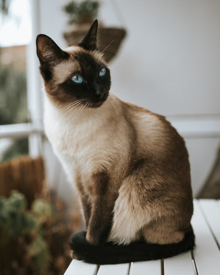 Feline Fun: Educational Cat Activities for Homeschoolers